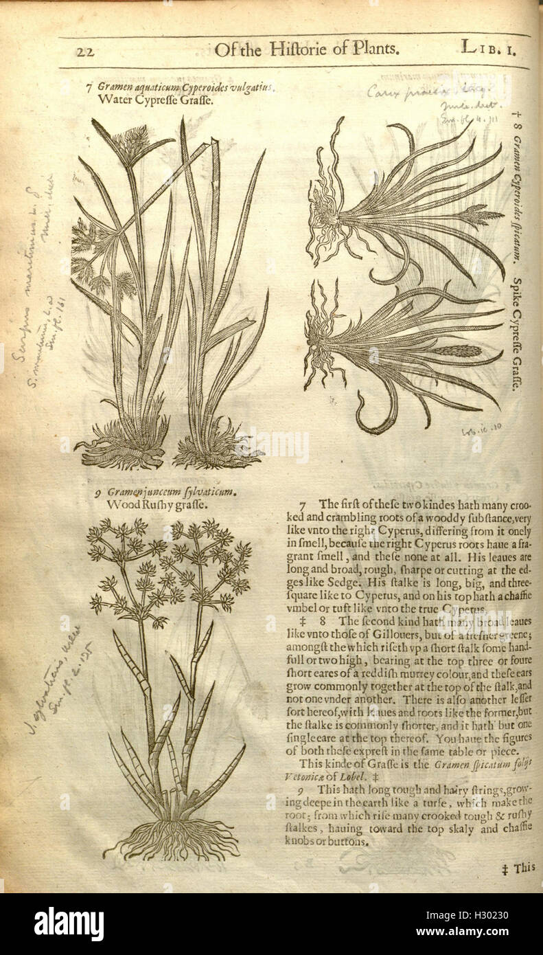 This page from 'The Herball' by John Gerard provides an in-depth ...