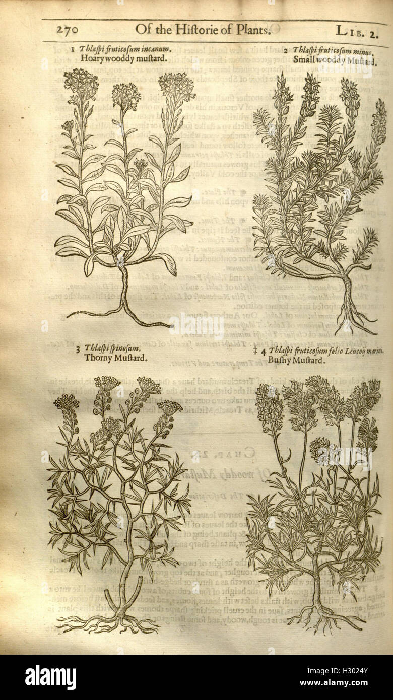 A classic botanical work detailing the history and properties of ...