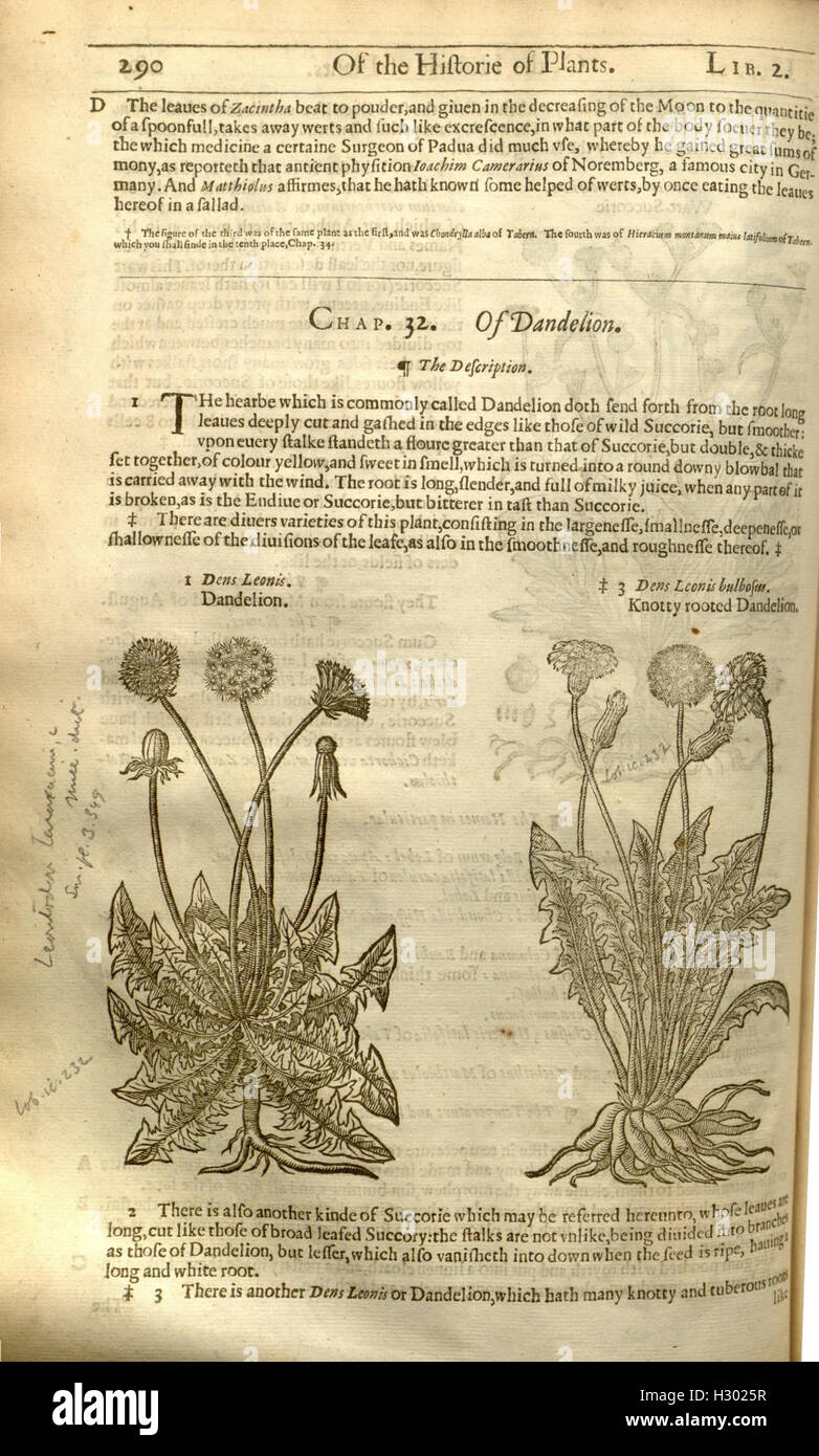 A historical botanical work by John Gerard, detailing the medicinal and ...