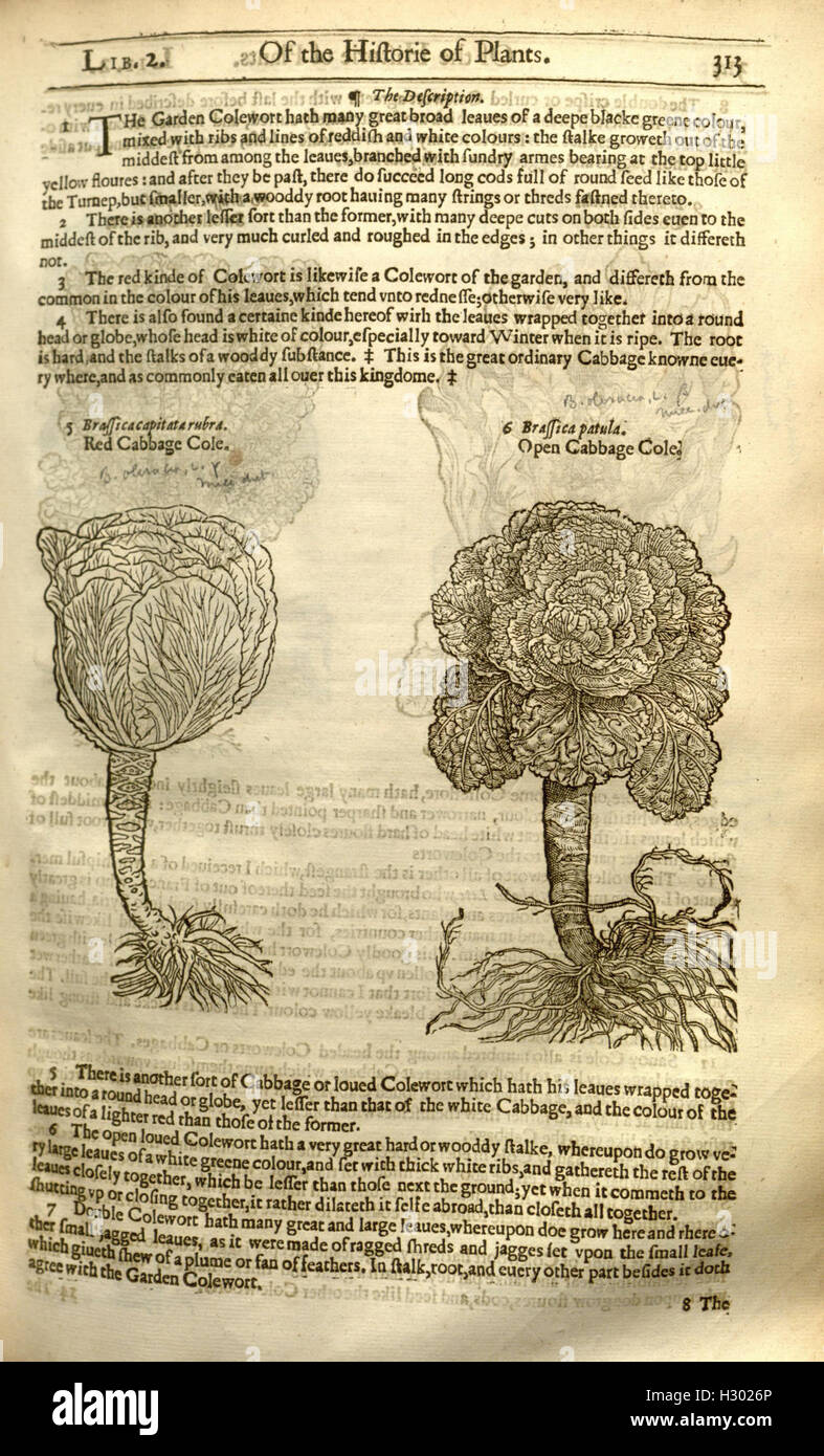 This text provides a detailed history and classification of plants ...