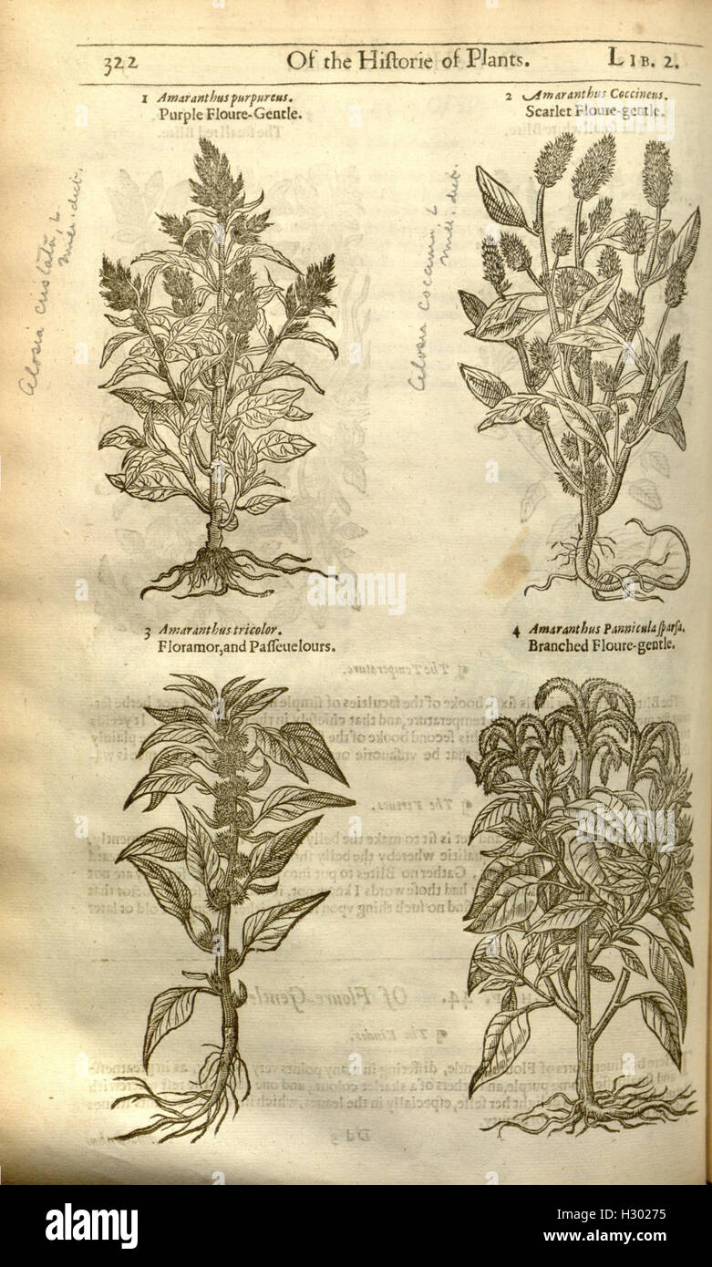 This work is a detailed history of plants, focusing on the ...