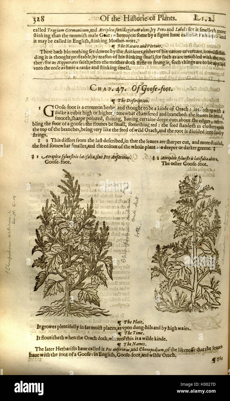 A comprehensive botanical reference focusing on plant species ...