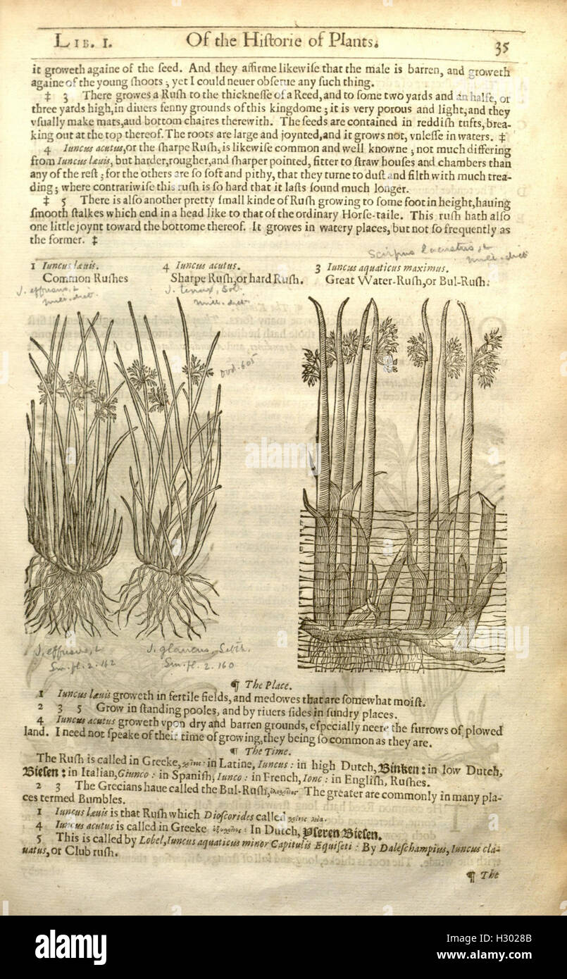 This historical botanical text explores various plants and their ...
