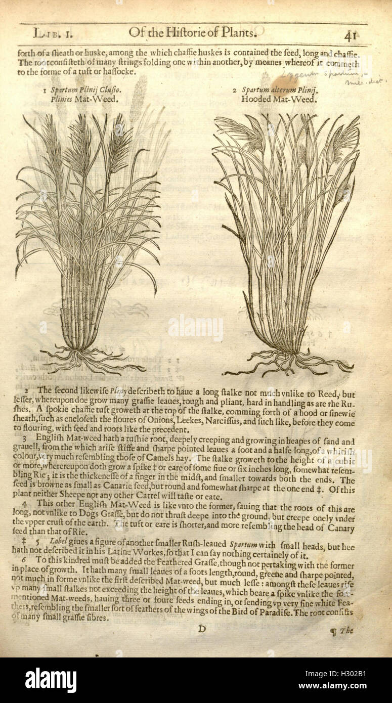 A historical botanical work that provides descriptions of various plant ...