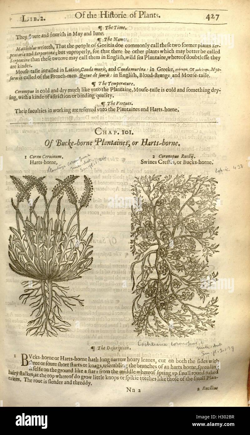 This botanical text details various plant species, providing ...