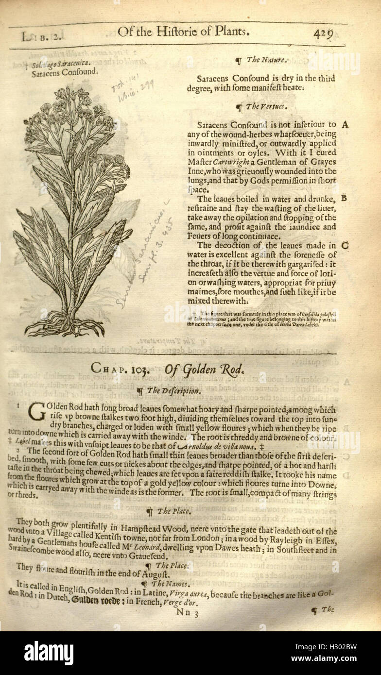 A historical botanical work detailing various plants, their uses, and ...