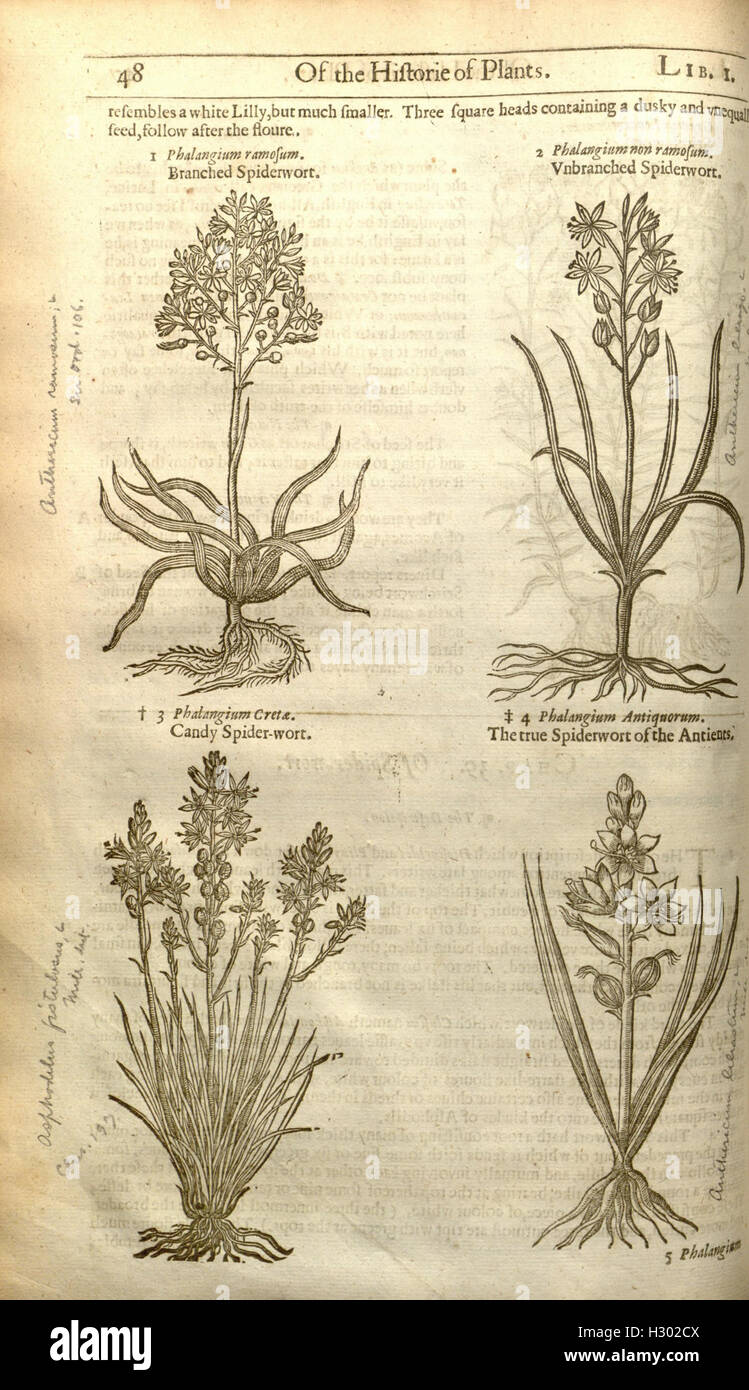 An illustrated guide to the history of plants, providing information on ...