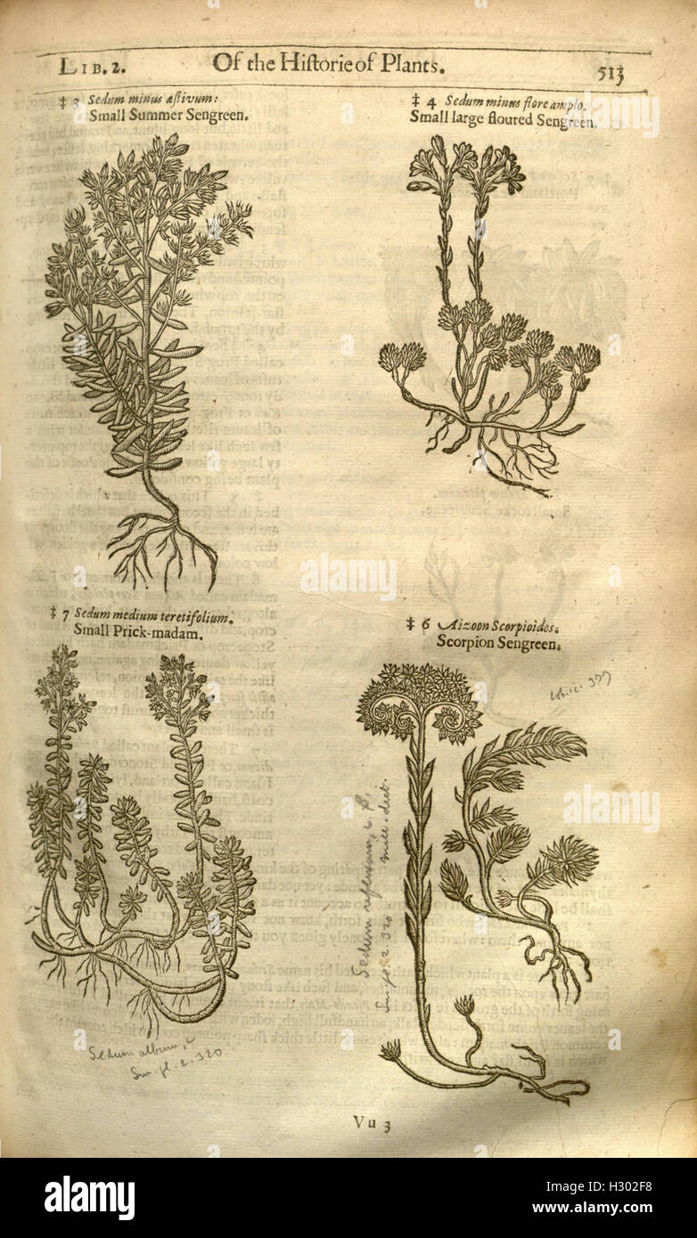 This work is a comprehensive herbal and plant history. It documents ...