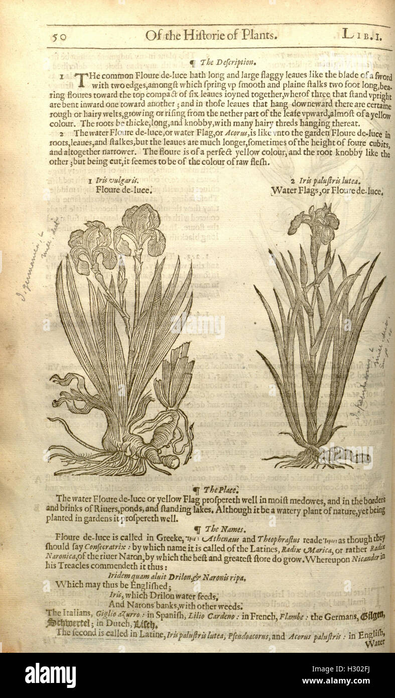 This 16th-century work 'The Herball' by John Gerard is a comprehensive ...