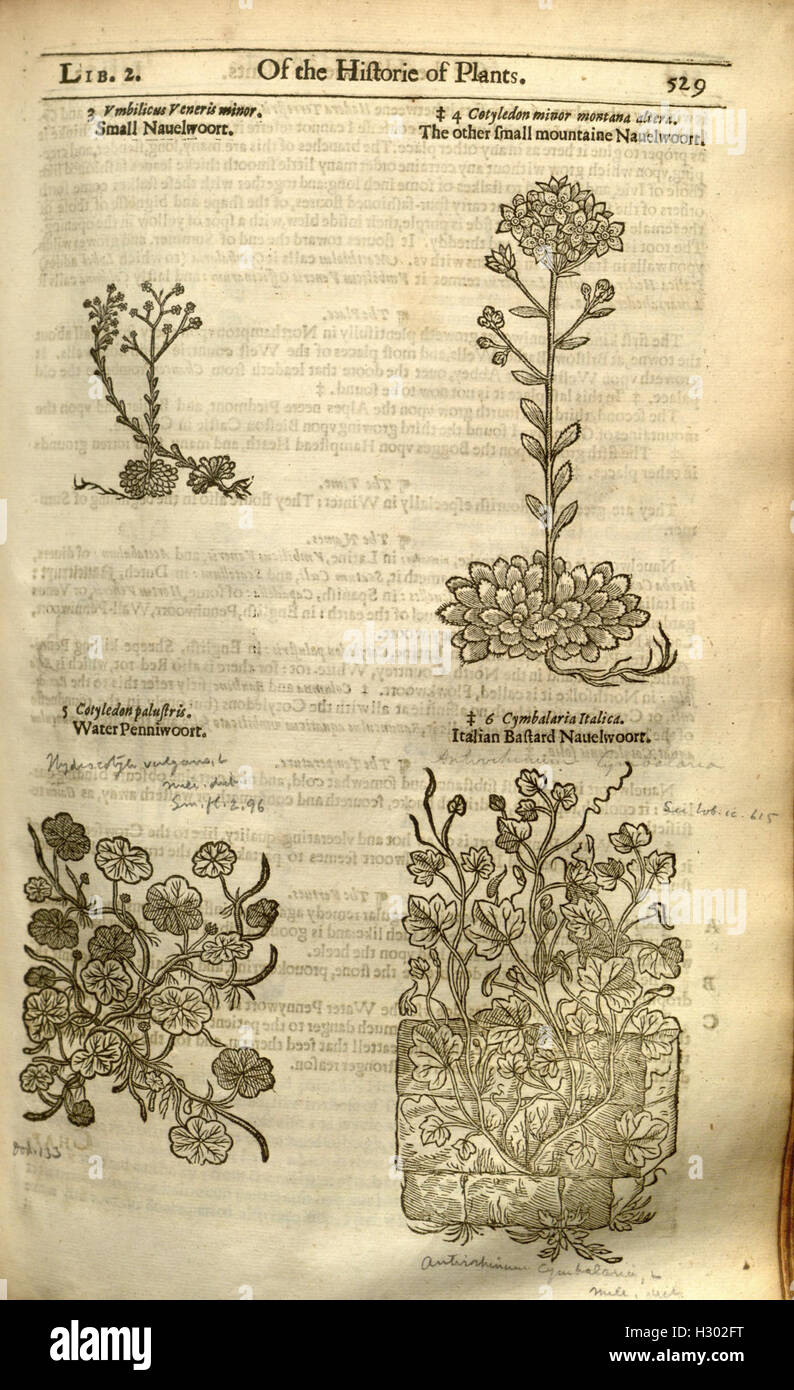 A botanical text from the 16th century, cataloging plant species and ...