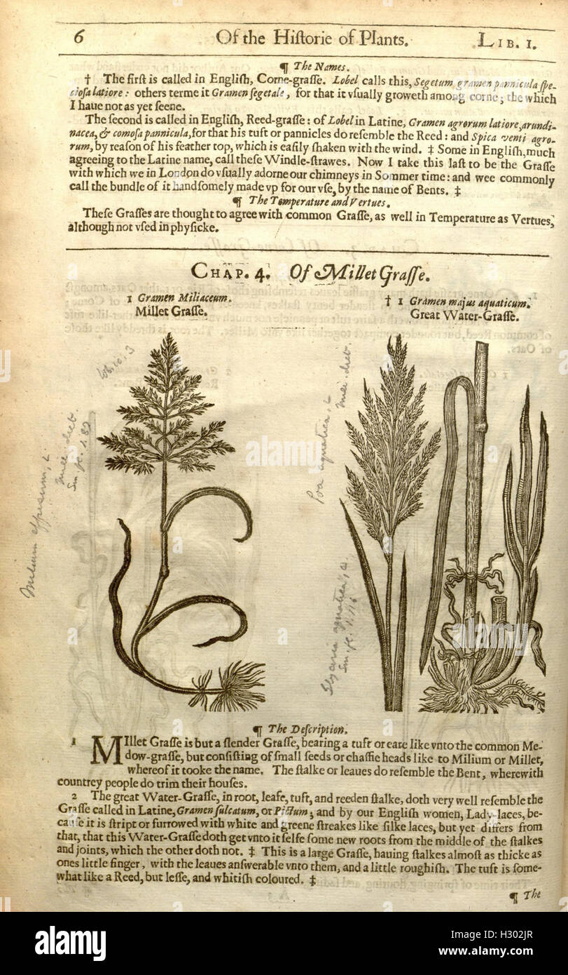 An early botanical text documenting a wide range of plant species ...