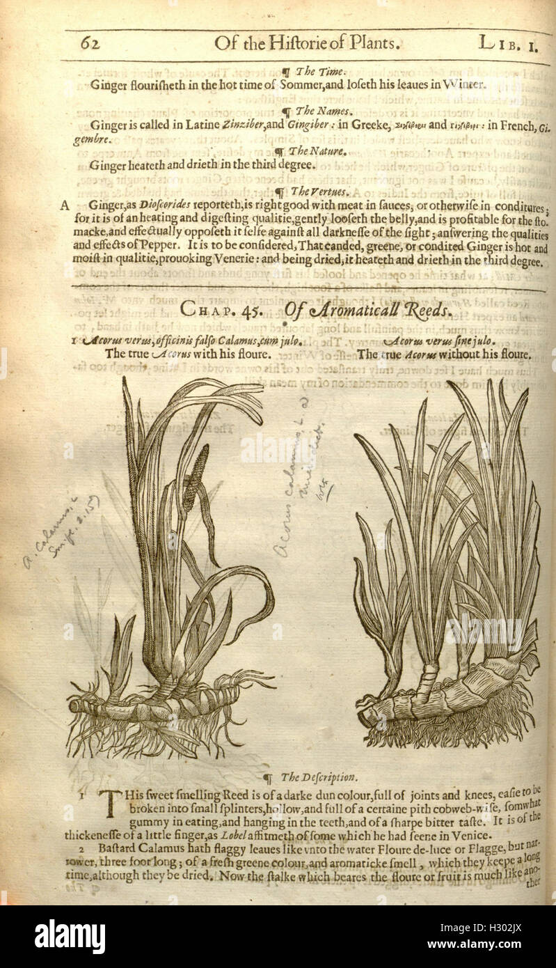 A comprehensive herbal that catalogs the general history of plants ...