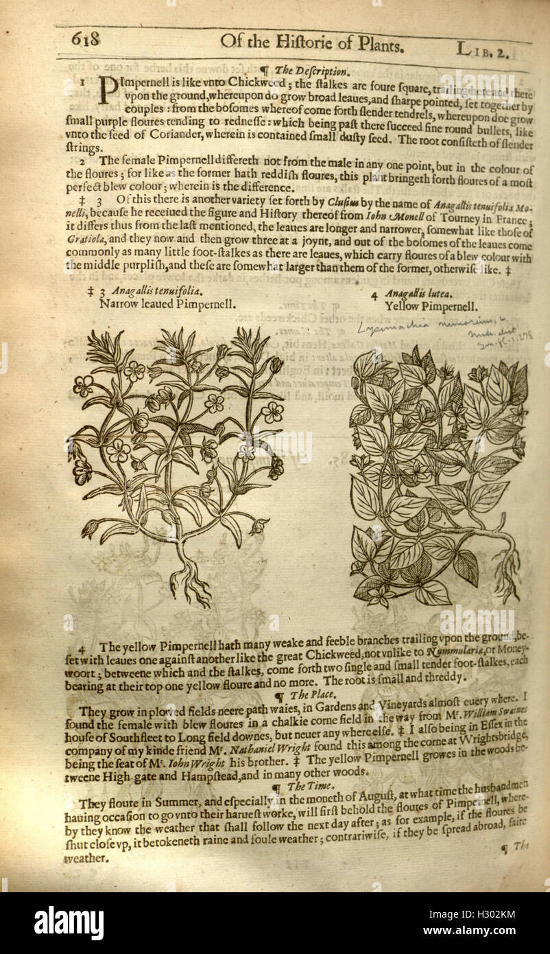 John gerard herbal in 1597 hi-res stock photography and images - Alamy