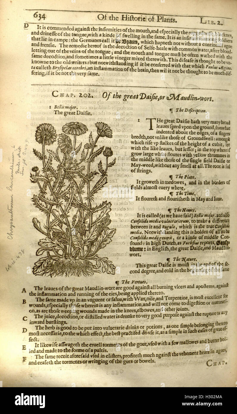 This historical botanical work documents plant species, their uses, and ...