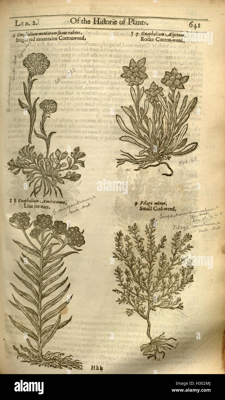 A historical botanical text detailing the identification and medicinal ...