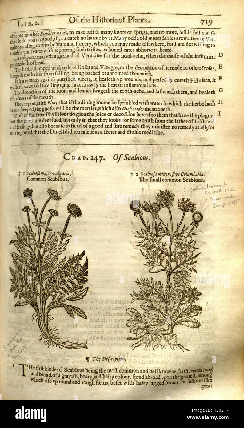 This classic botanical work details various plant species, their ...