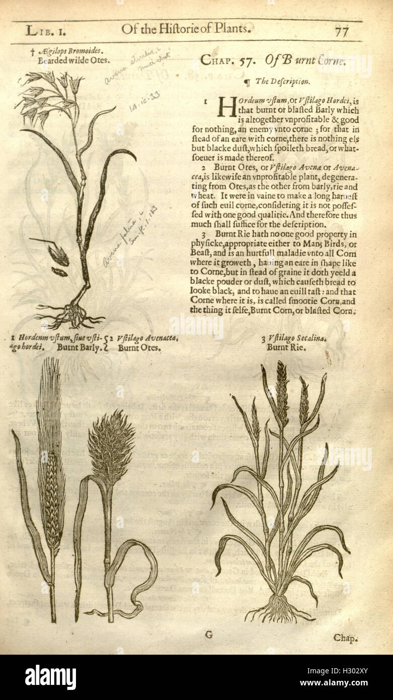 An extensive historical botanical work detailing plant species and ...