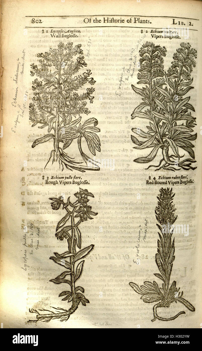 A comprehensive history of plants, focusing on their medicinal uses ...