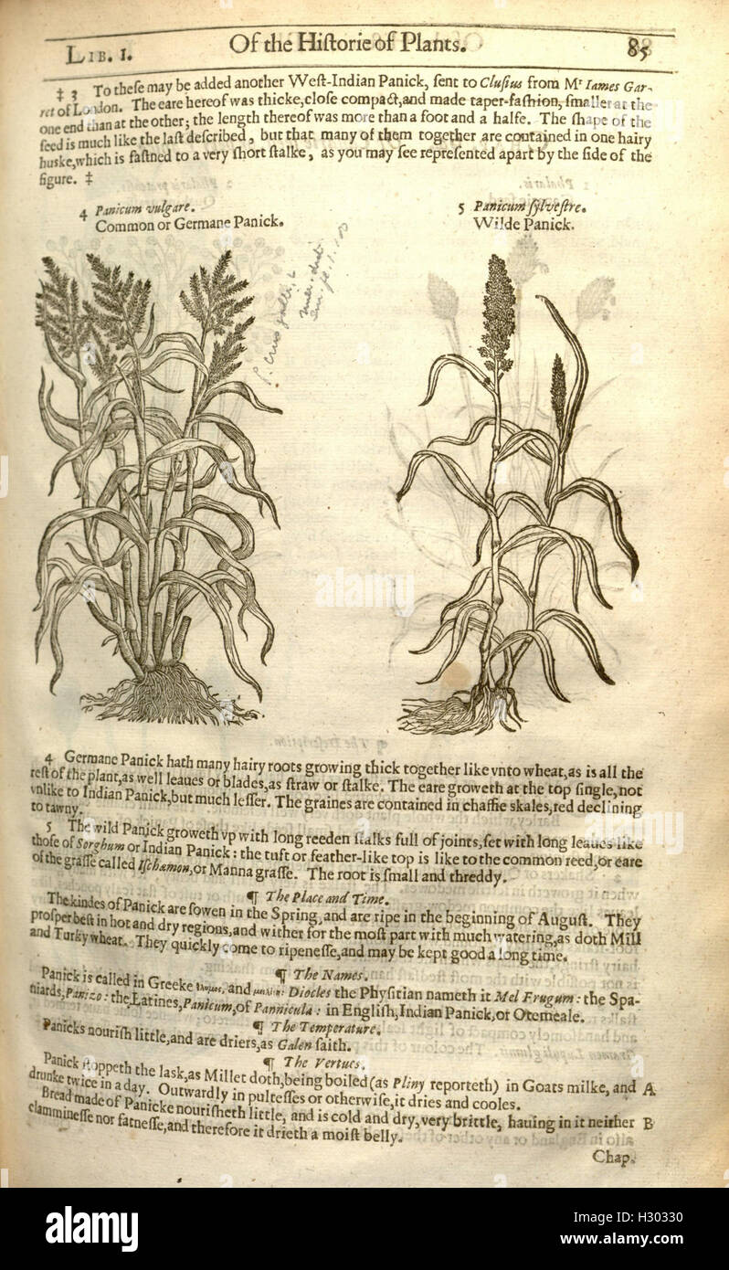 A page from the 16th-century botanical work detailing various plant ...