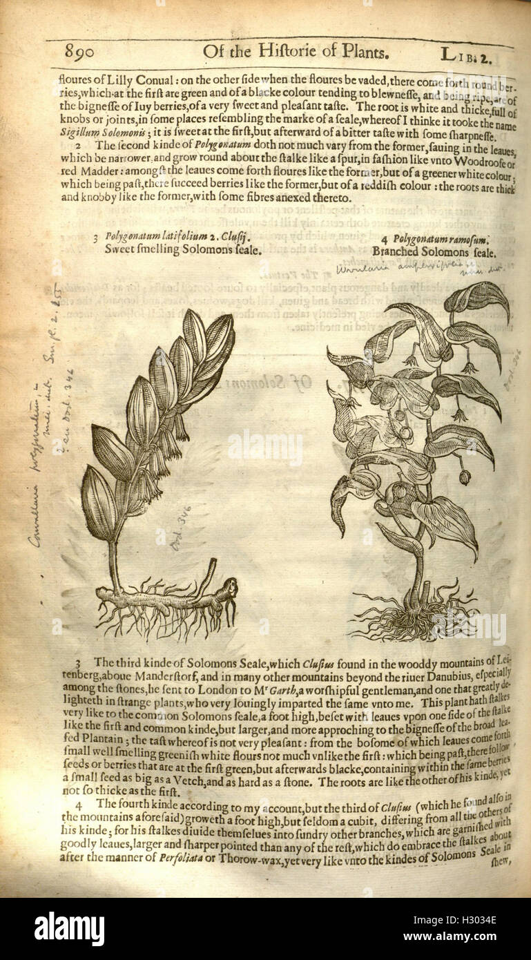 This historical botanical text offers detailed descriptions of various ...