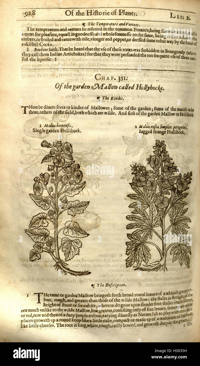 An influential botanical text from the 16th century detailing the ...