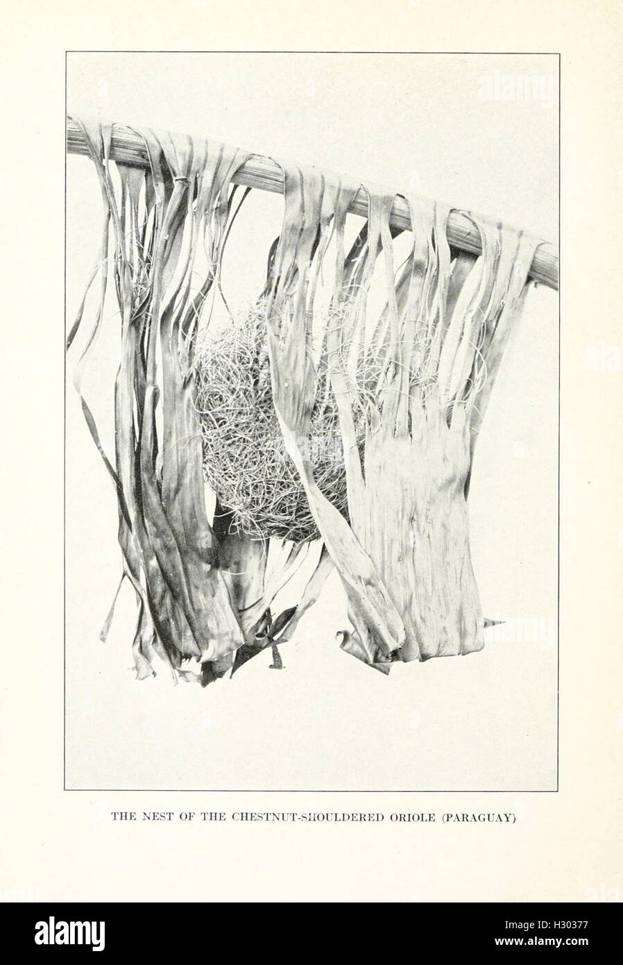 An exploration of the relationship between birds and humans, focusing ...