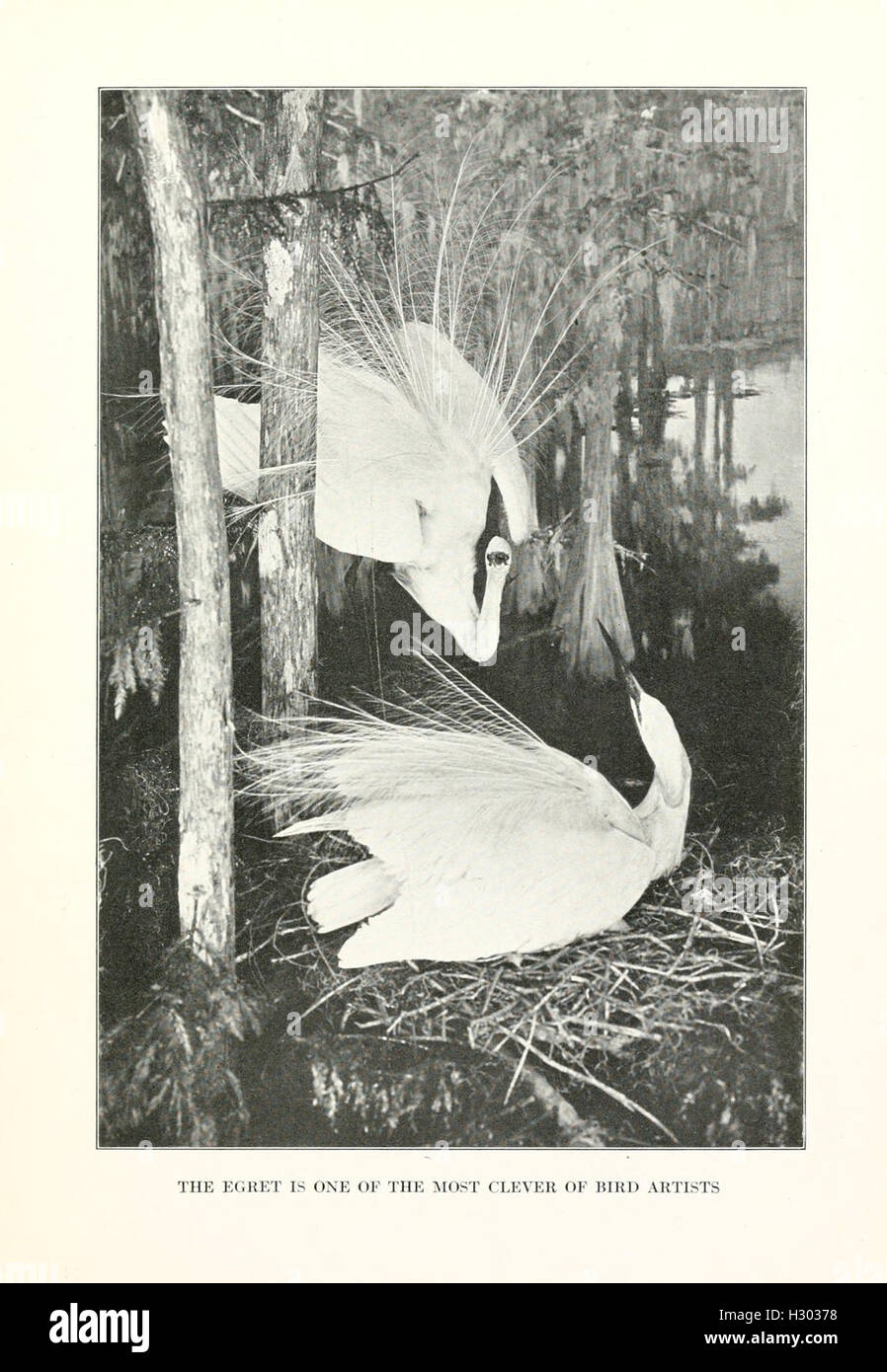 This work explores the relationship between humans and birds, focusing ...