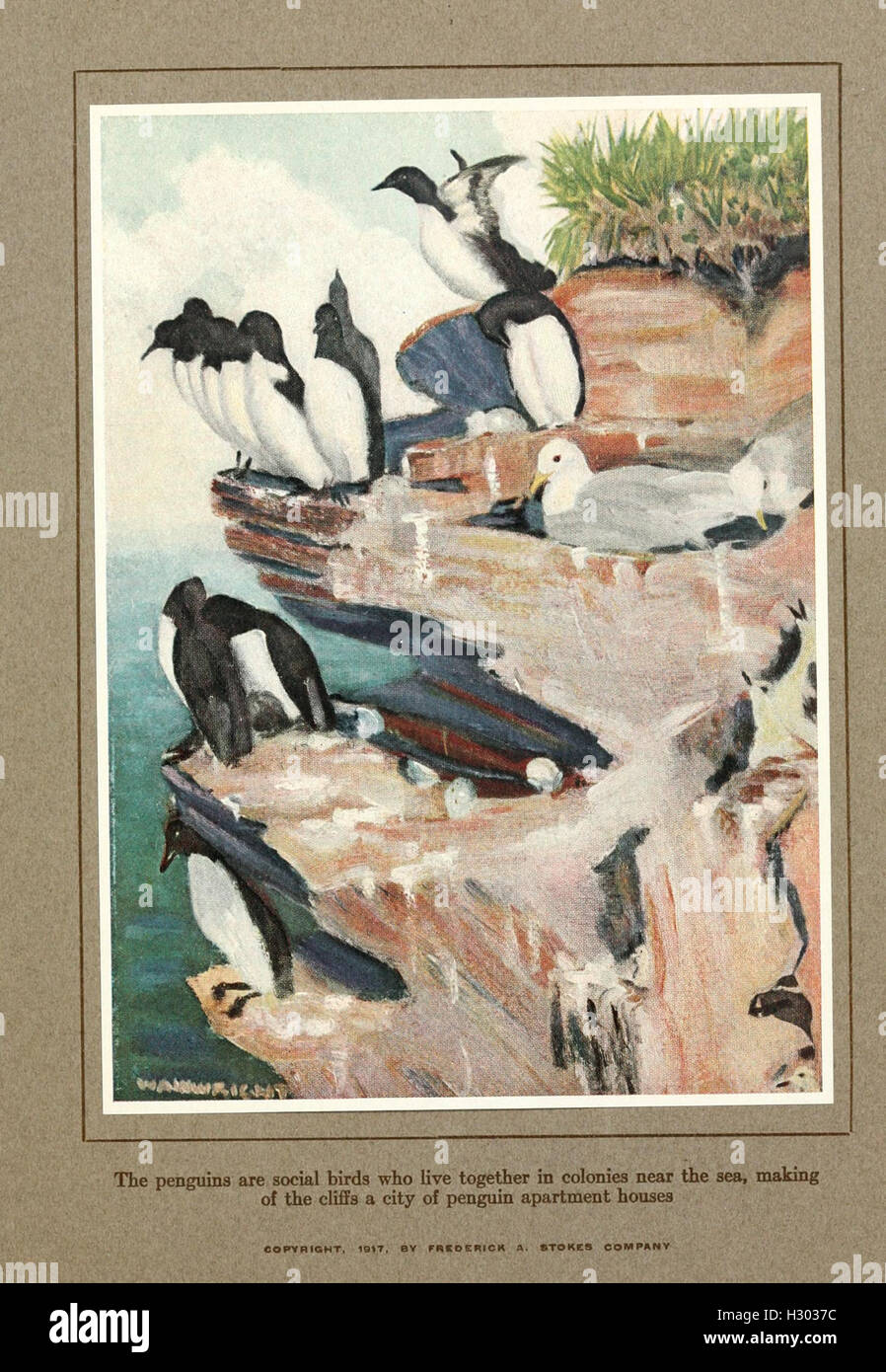 The human side of birds explores the relationship between humans and ...