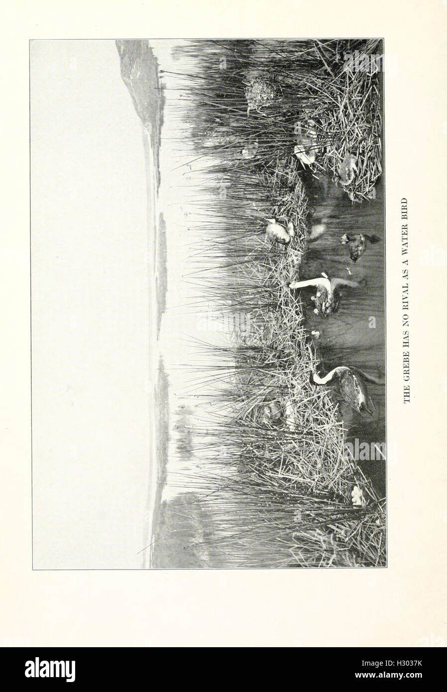 'The Human Side of Birds' explores the relationship between birds and ...