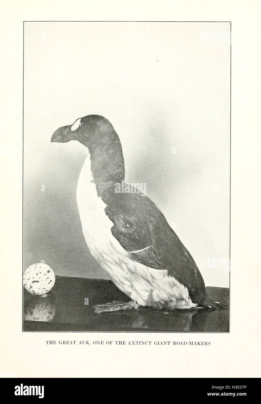 A detailed exploration of the behavioral and emotional aspects of birds ...