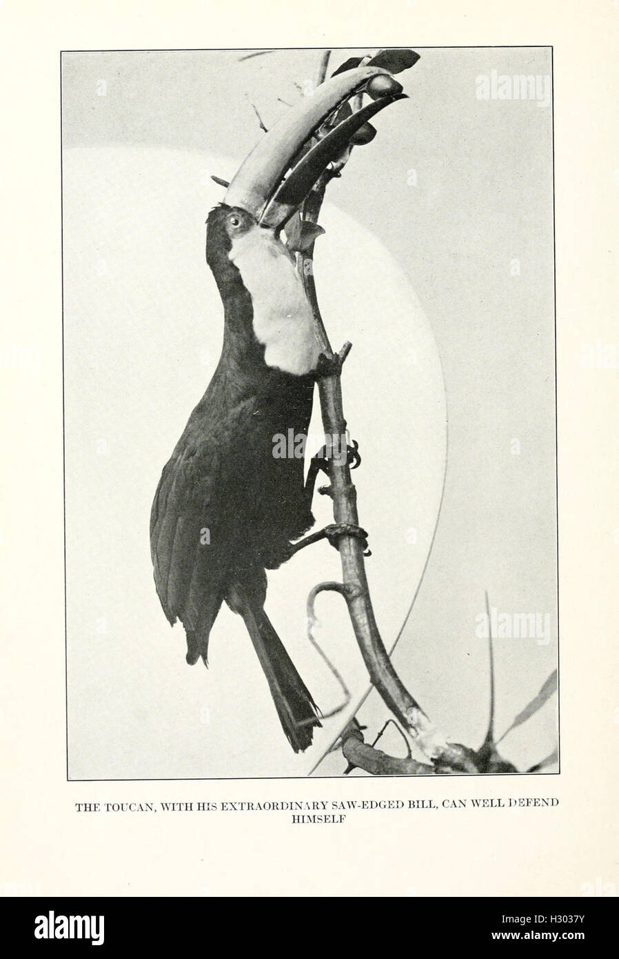 'The Human Side of Birds' explores the relationship between humans and ...