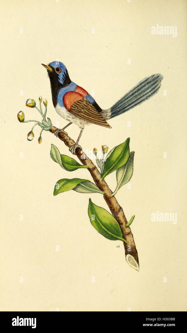 This work explores the vocalizations and communication methods of birds ...