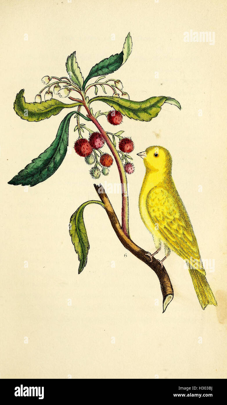 An exploration of bird communication, focusing on vocalizations ...