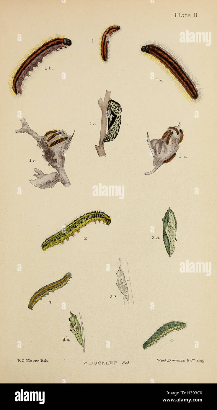 This work focuses on the larvae stages of British butterflies and moths ...