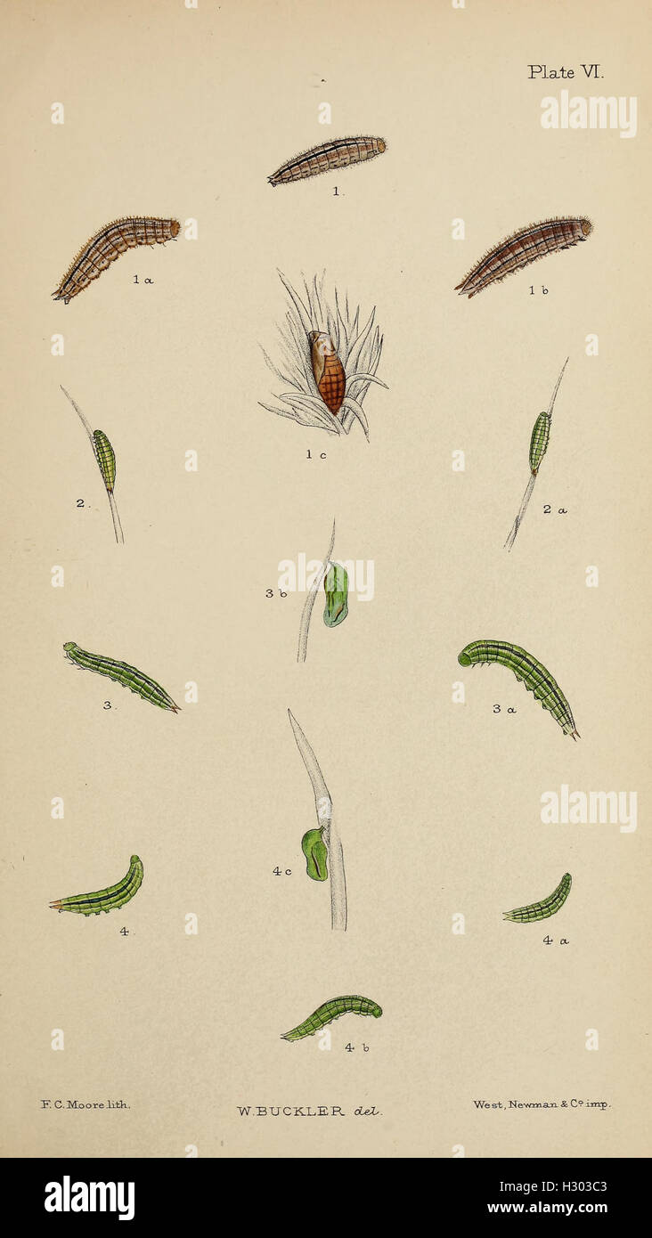 This work provides an in-depth examination of the larvae stages of ...
