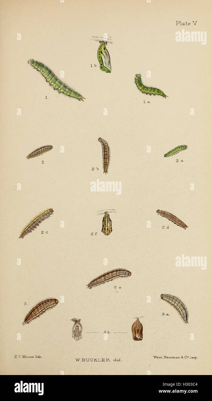 This work focuses on the larvae (caterpillars) of British butterflies ...