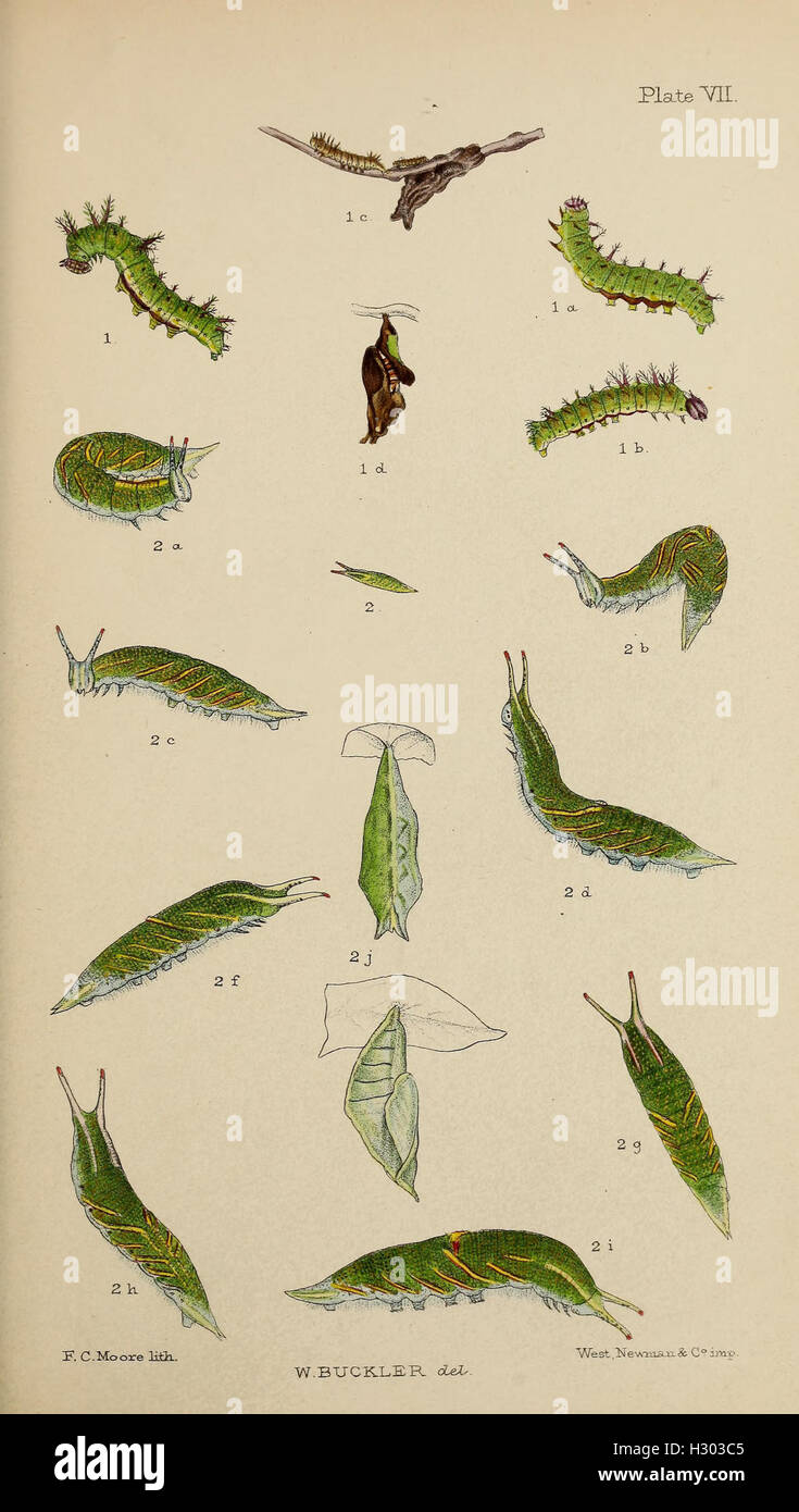 An informative guide to the larvae stages of British butterflies and ...