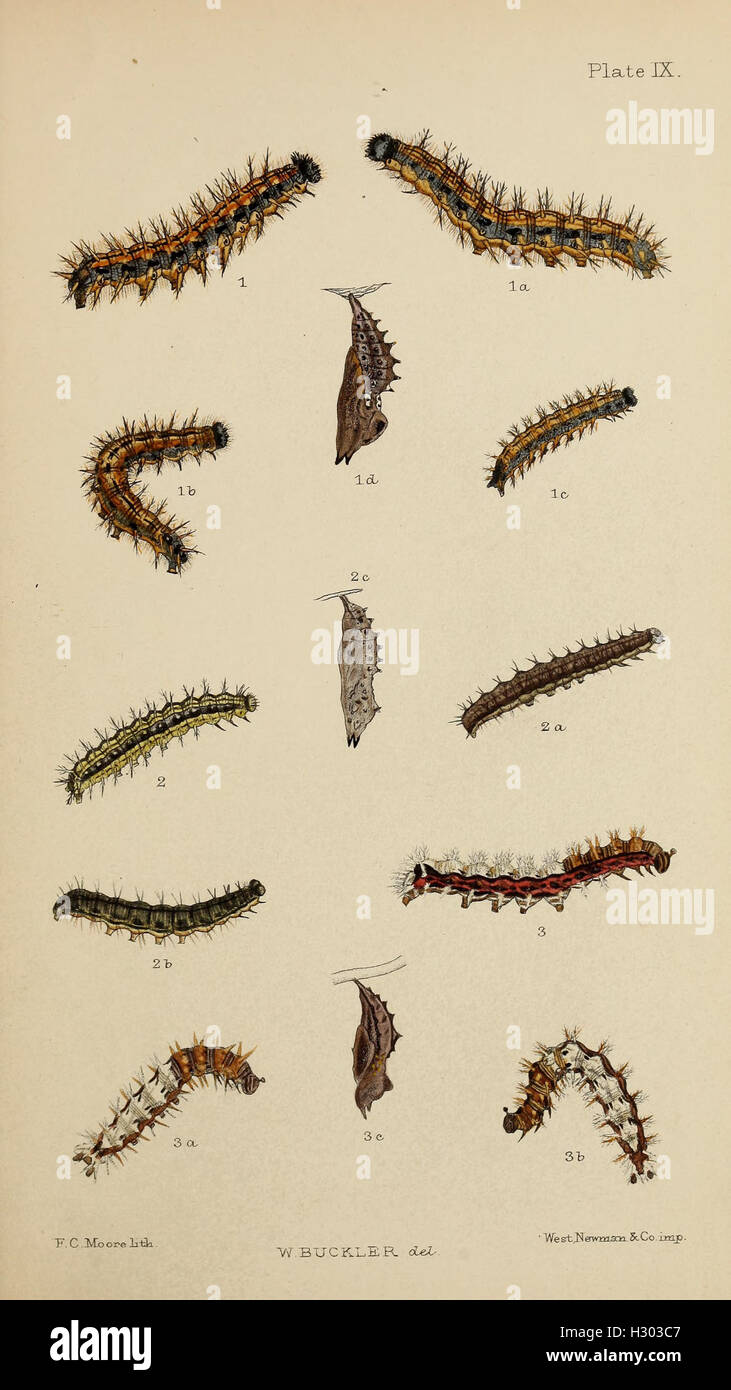 A guide to the larvae of British butterflies and moths, offering ...