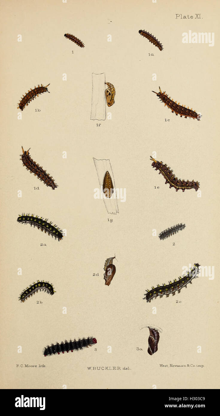 This page provides a detailed guide to the larvae of British ...