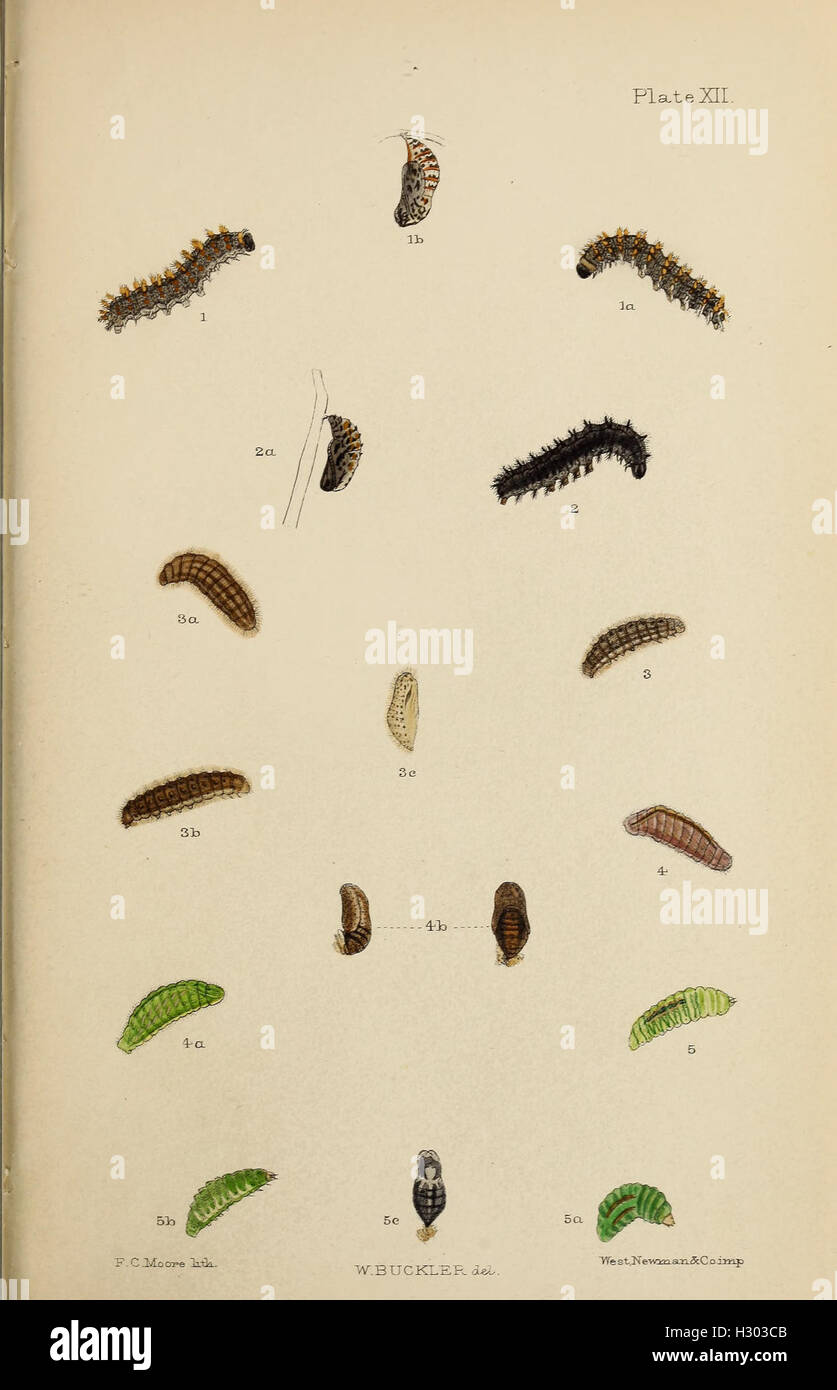 This work details the larvae of British butterflies and moths, focusing ...