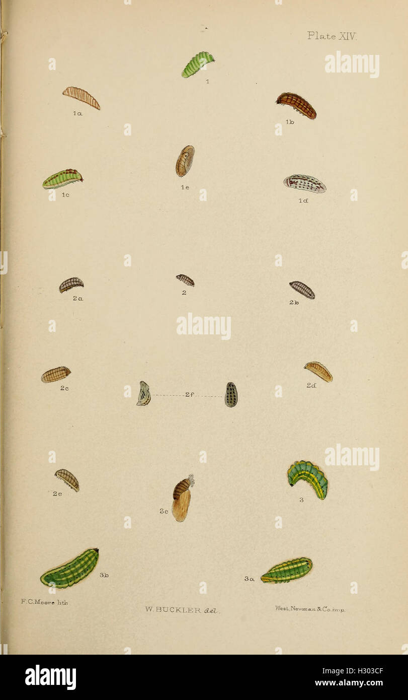 This work focuses on the larvae stages of British butterflies and moths ...