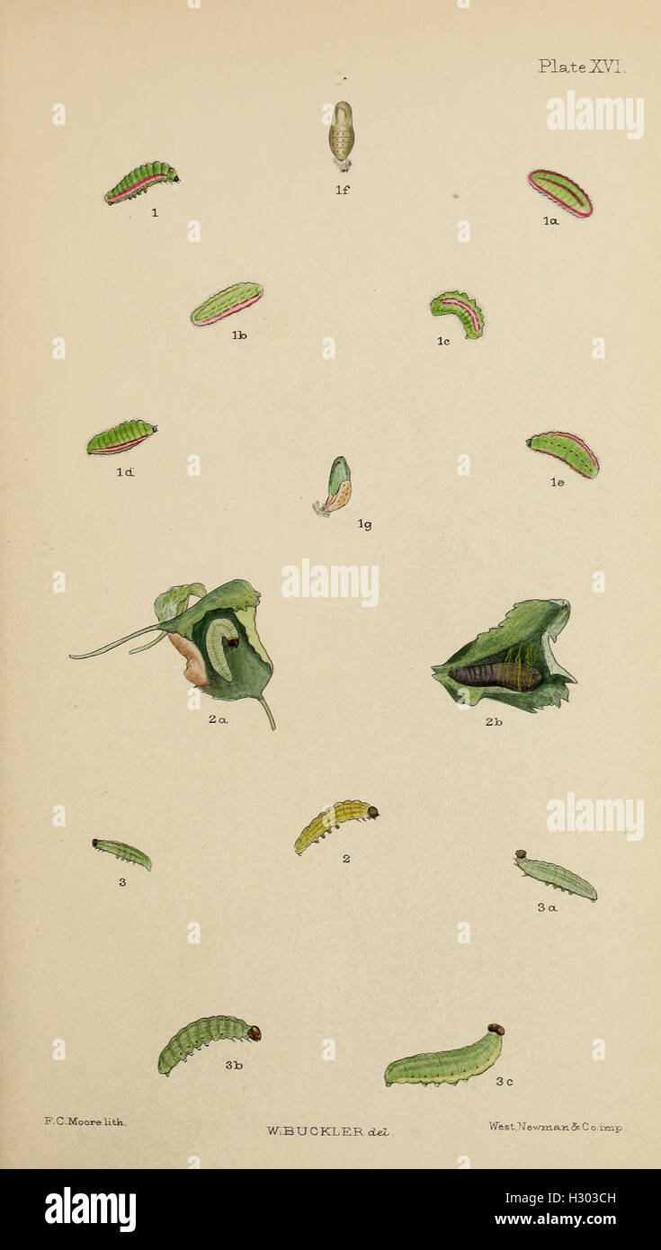 This work provides detailed descriptions and illustrations of the ...