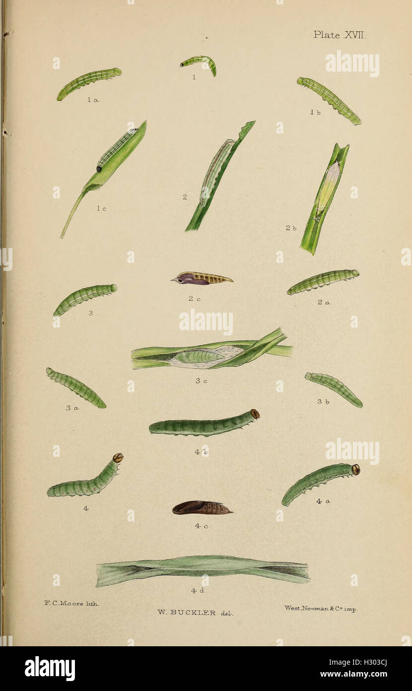 This study provides detailed information on the larvae of British ...