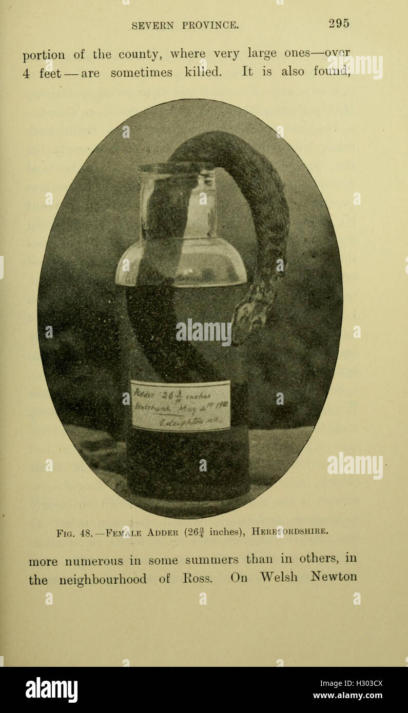 This work examines the life-cycle, behavior, and distribution of ...