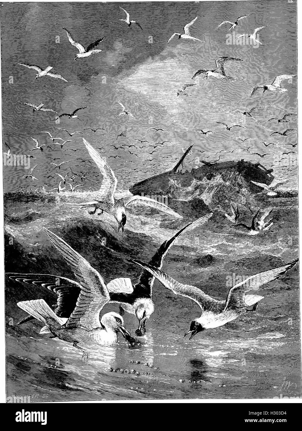 Habits of wild animals Black and White Stock Photos & Images - Alamy