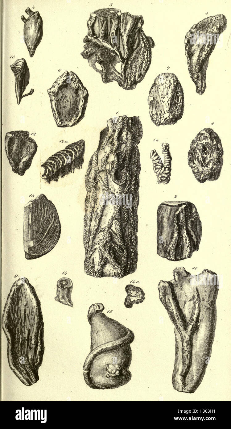 The Magazine of Natural History includes articles and research in ...