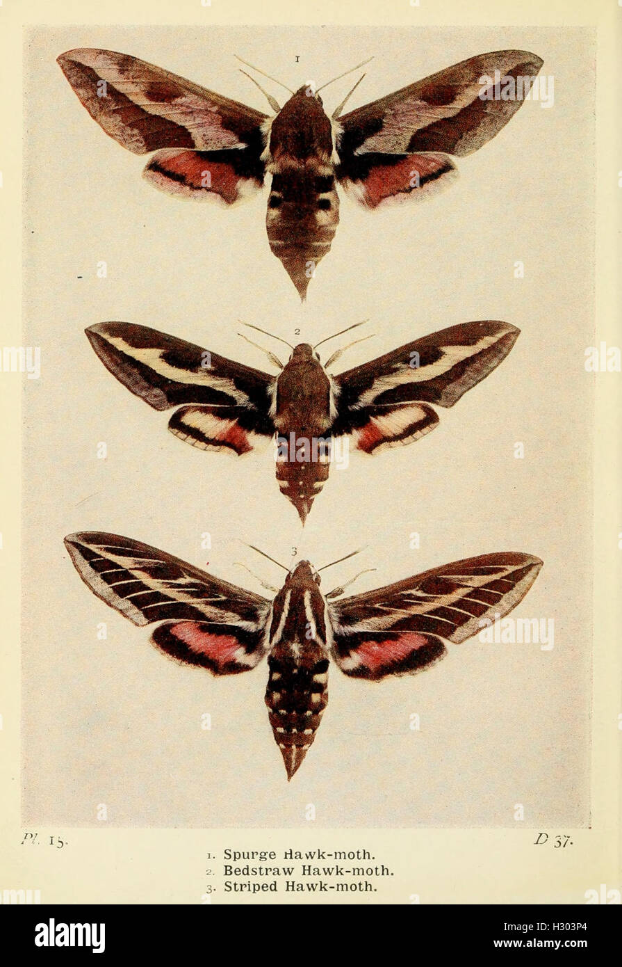 A comprehensive study of moth species found in the British Isles ...