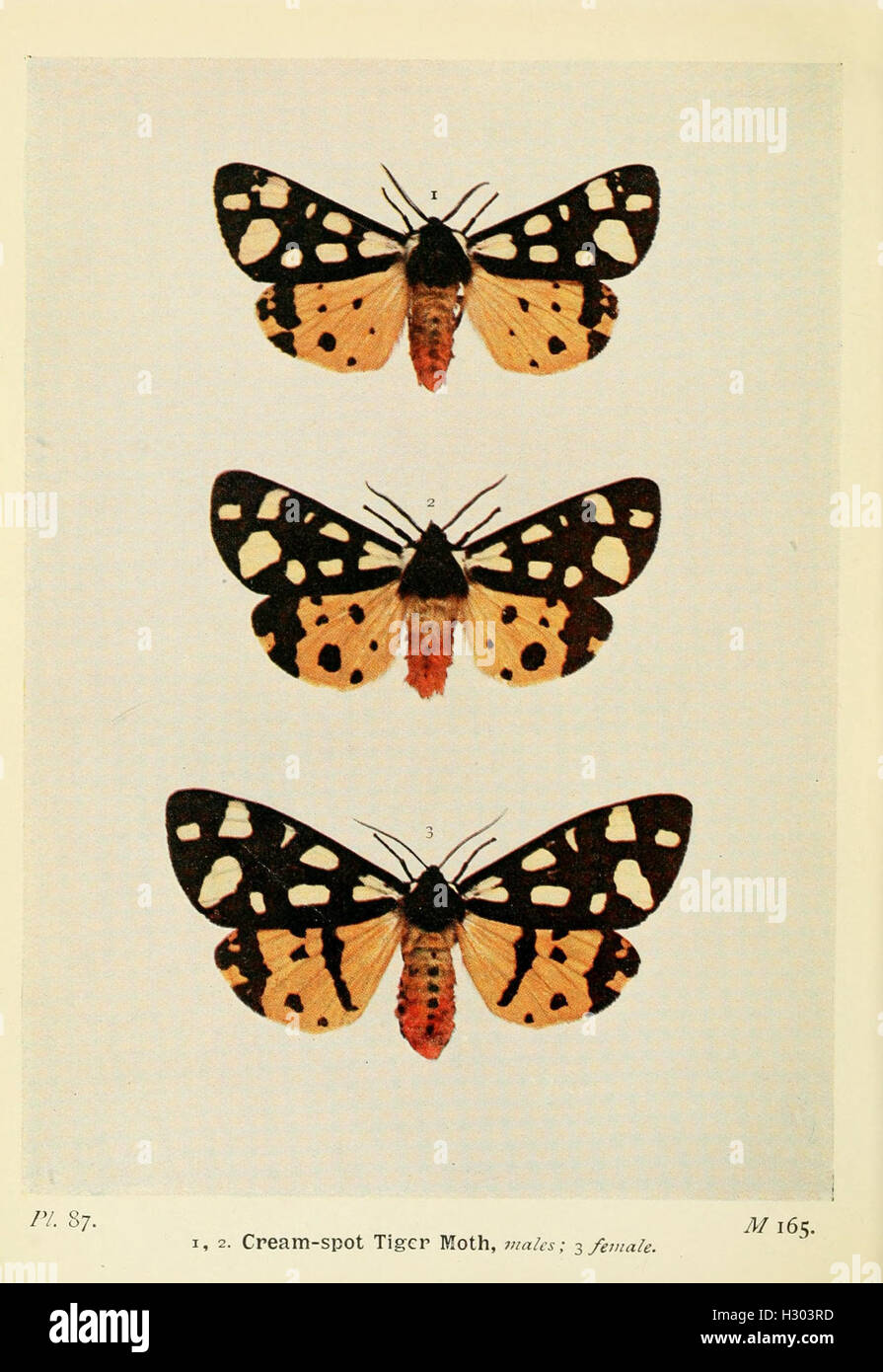 This text is a detailed study of the moth species native to the British ...
