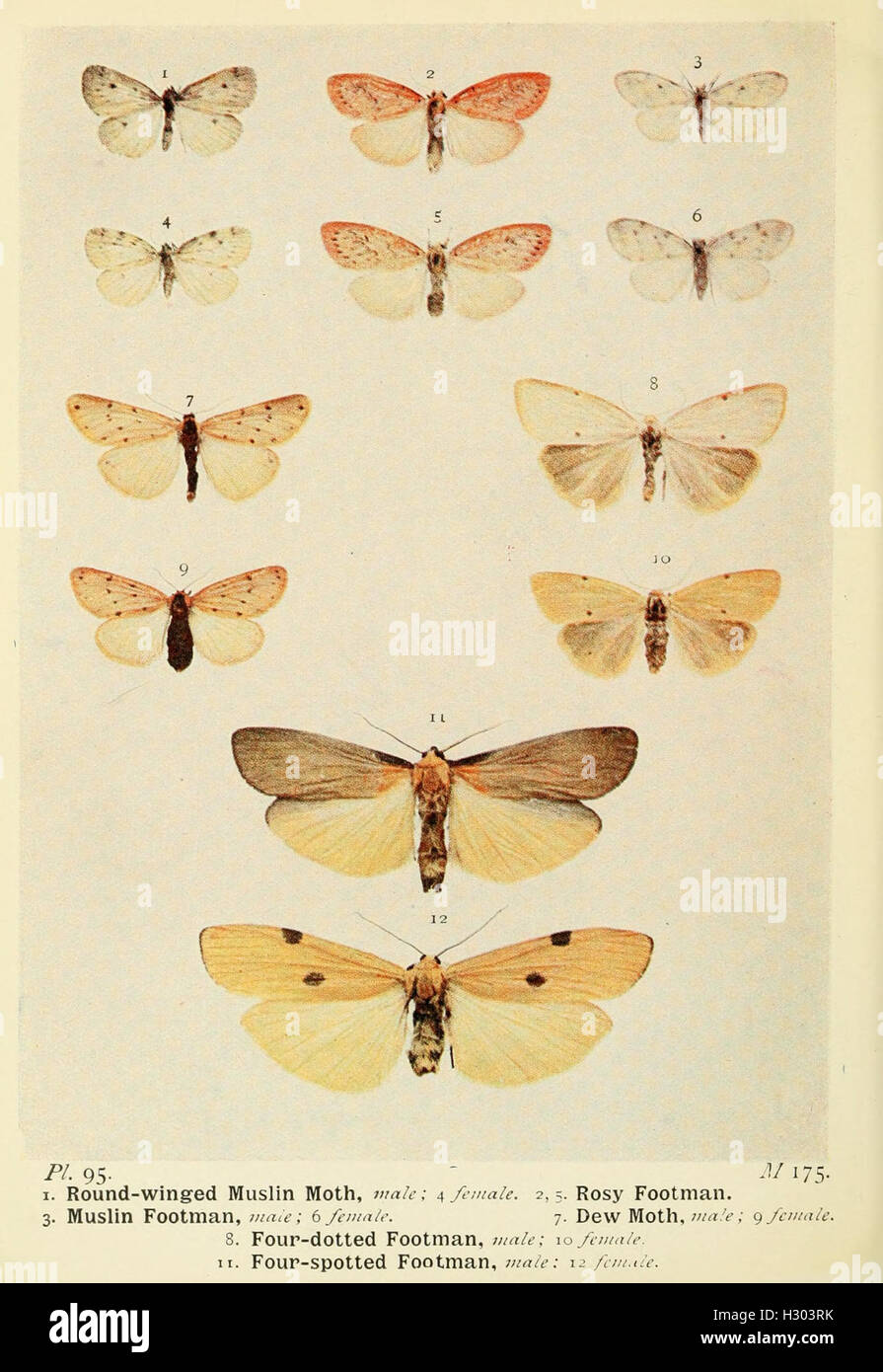 A detailed study and catalog of the various moth species found in the ...