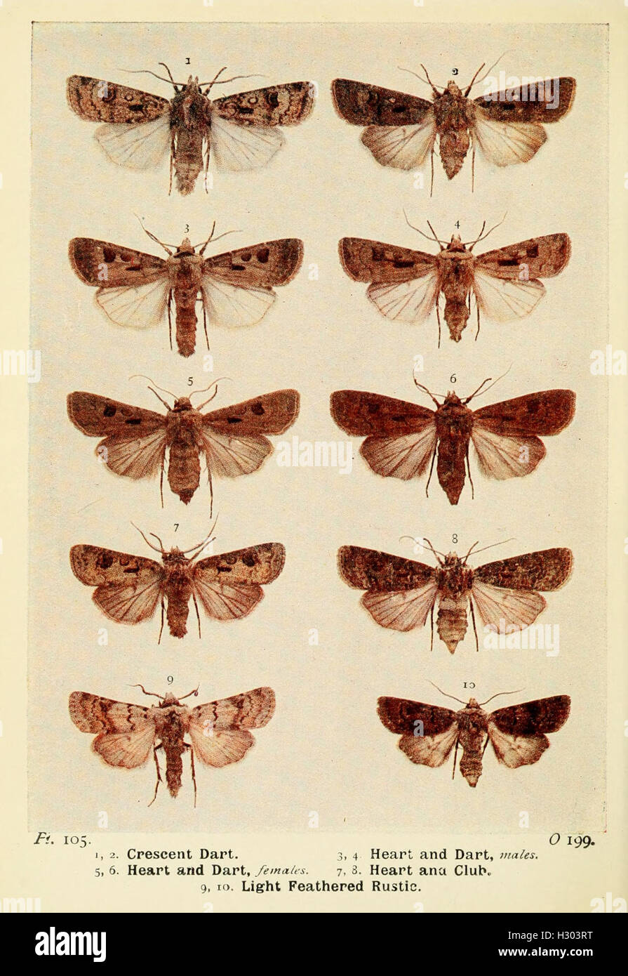 'The Moths of the British Isles' is a detailed study of moth species ...
